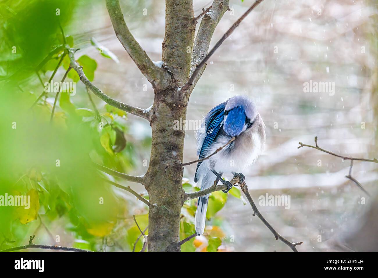 Blue jay Cyanocitta cristata one bird closeup on tree branch during ...