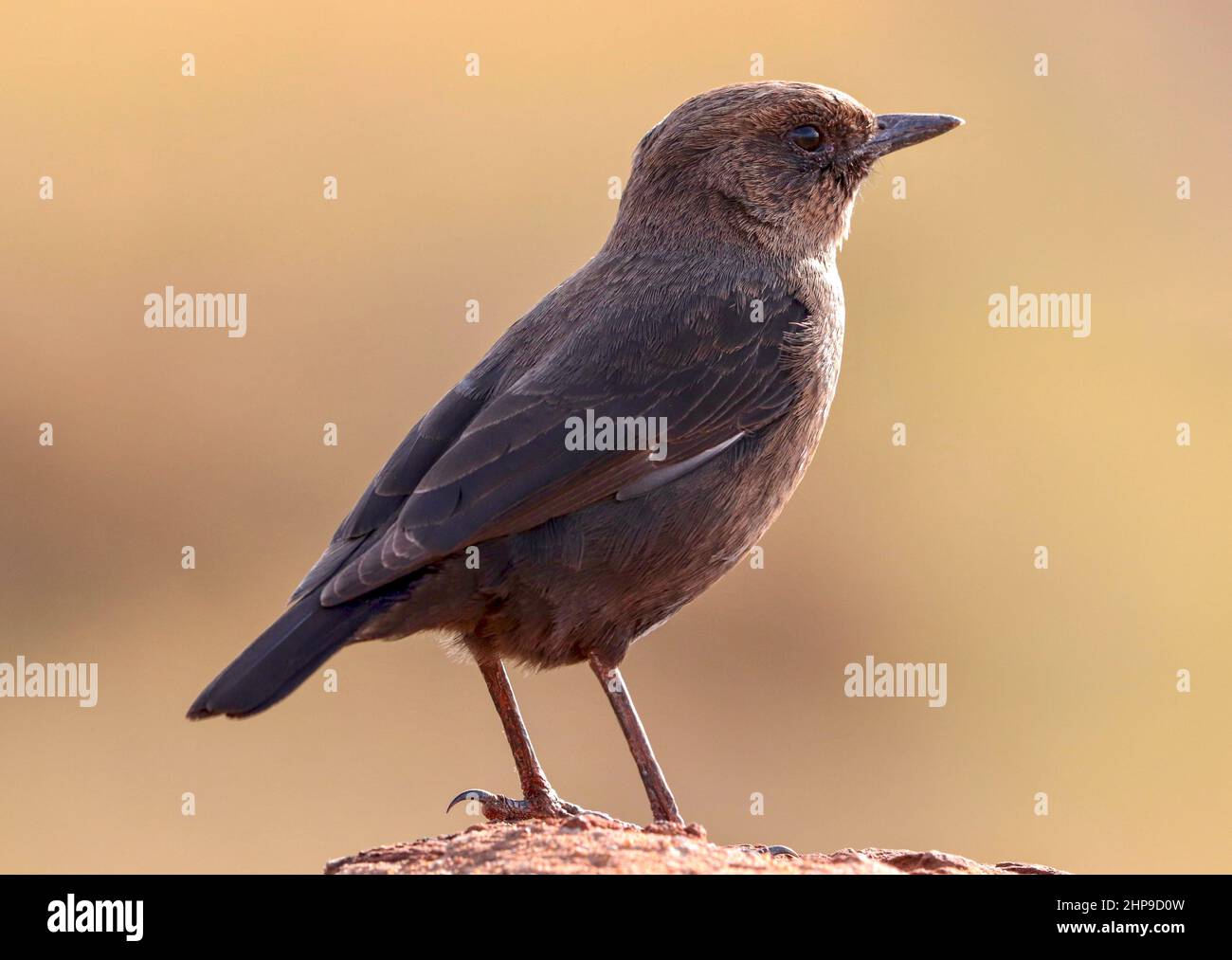 South africa safari animals close up hi-res stock photography and ...