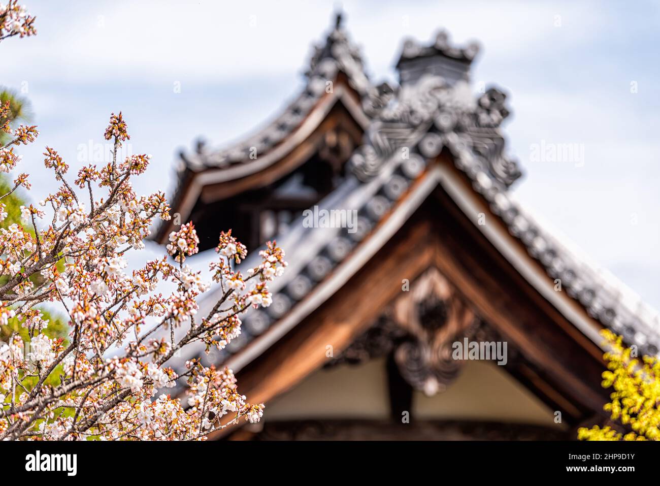 Kyoto, Japan cherry blossom sakura blooming pink flowers foreground of ...