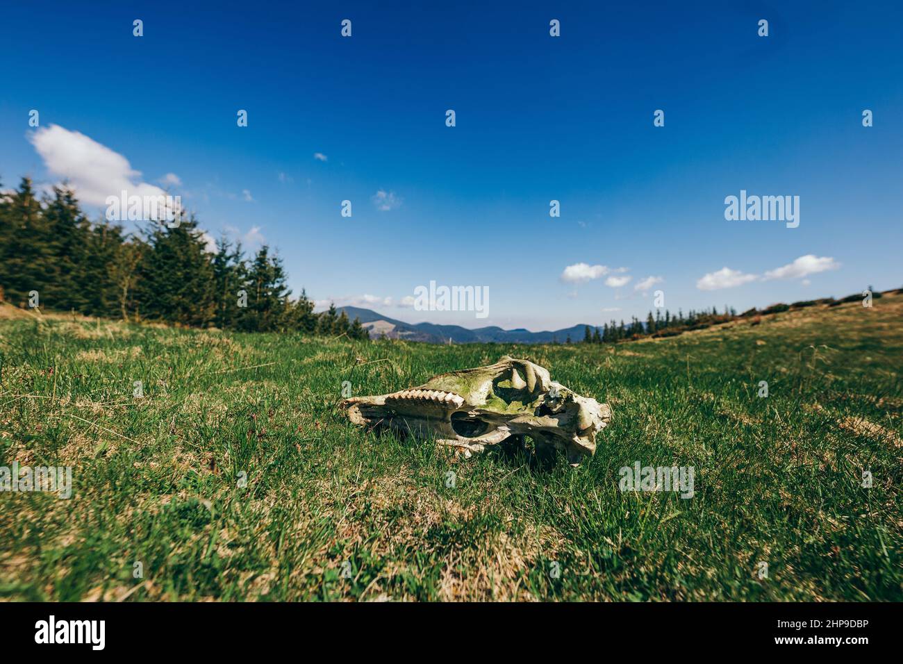 A close up of a lush green field Stock Photo - Alamy