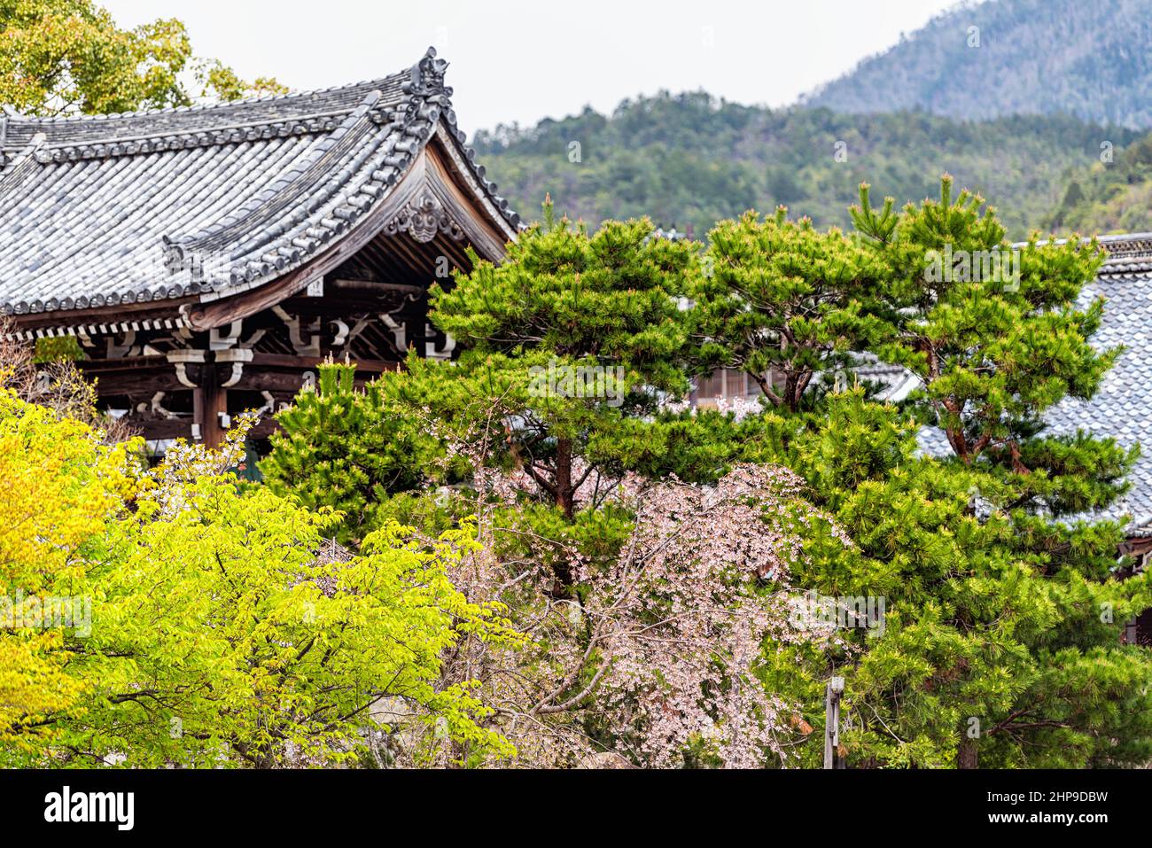Kyoto, Japan cherry blossom spring blooming sakura flowers pink trees ...