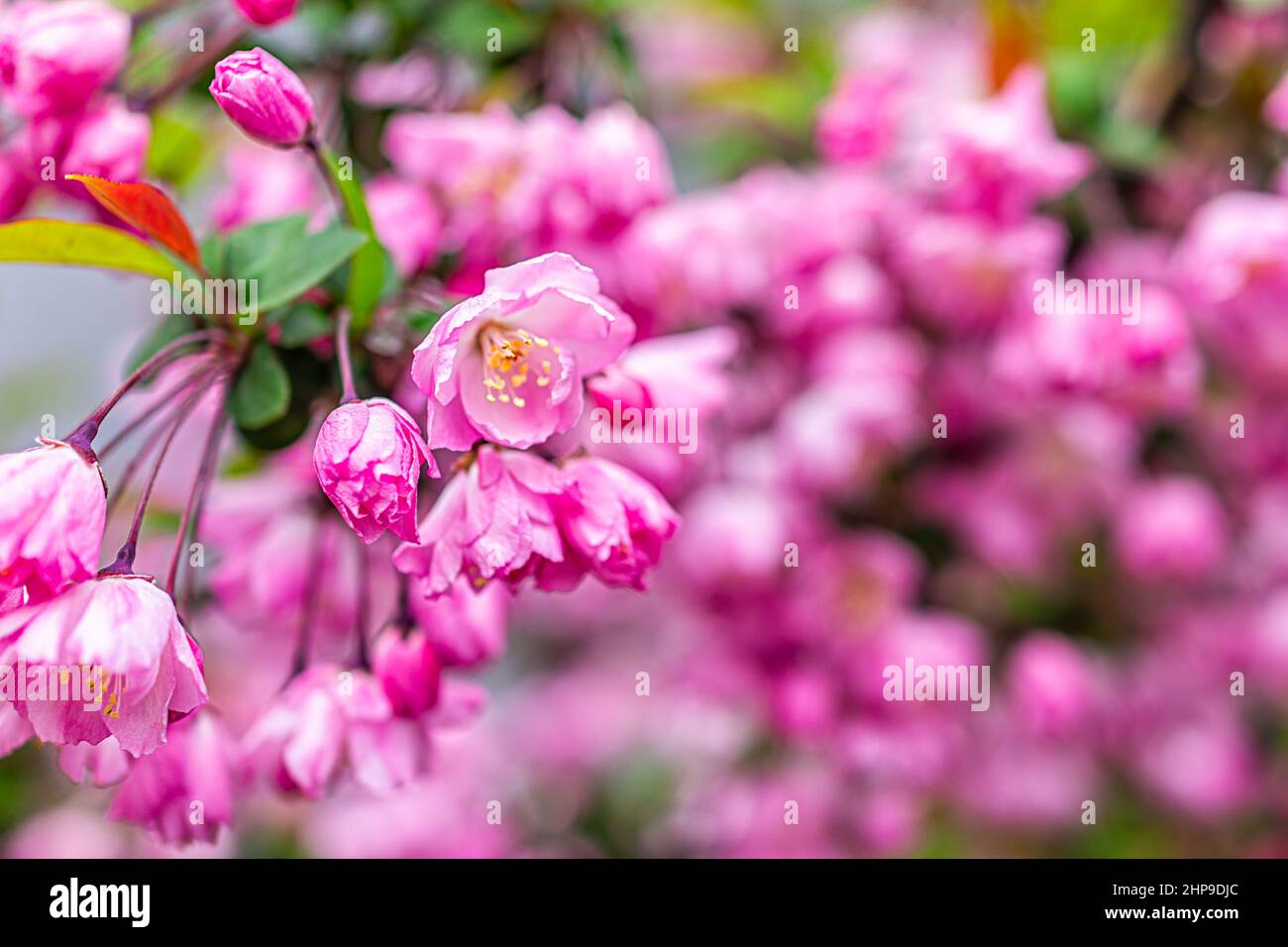 Cherry blossom sakura tree closeup of branch in spring with blooming ...