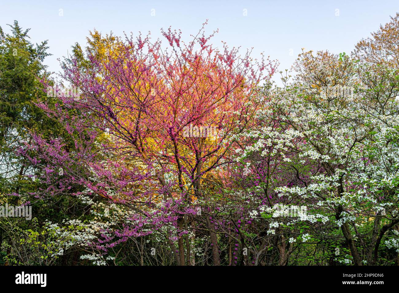 Eastern red bud tree hi-res stock photography and images - Alamy