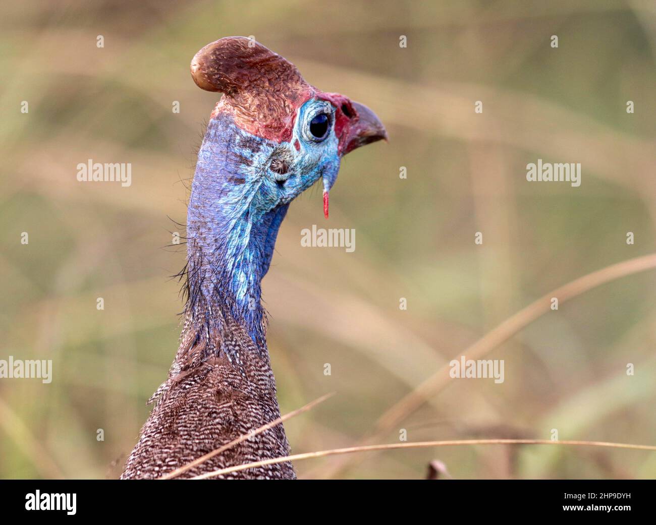 Helmeted Guineafowl, South Africa Stock Photo - Alamy