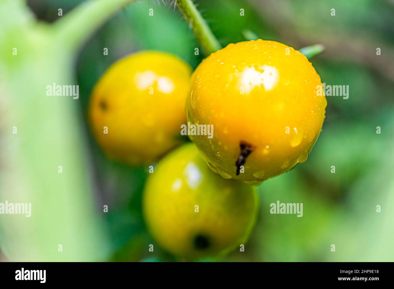 Cherry tomatoes in drops water hi-res stock photography and images - Alamy