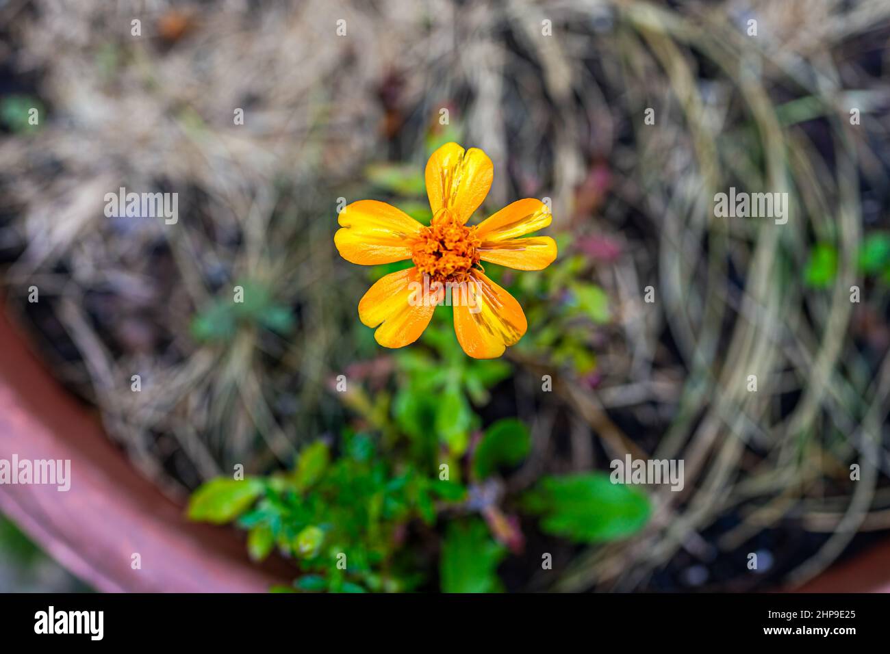 Closeup macro of dwarf marigold flower variety cultivar growing in ...
