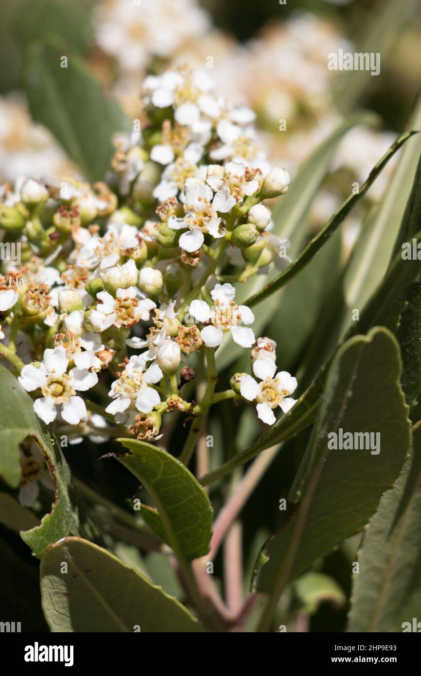 White flowering racemose panicle inflorescence of Heteromeles ...