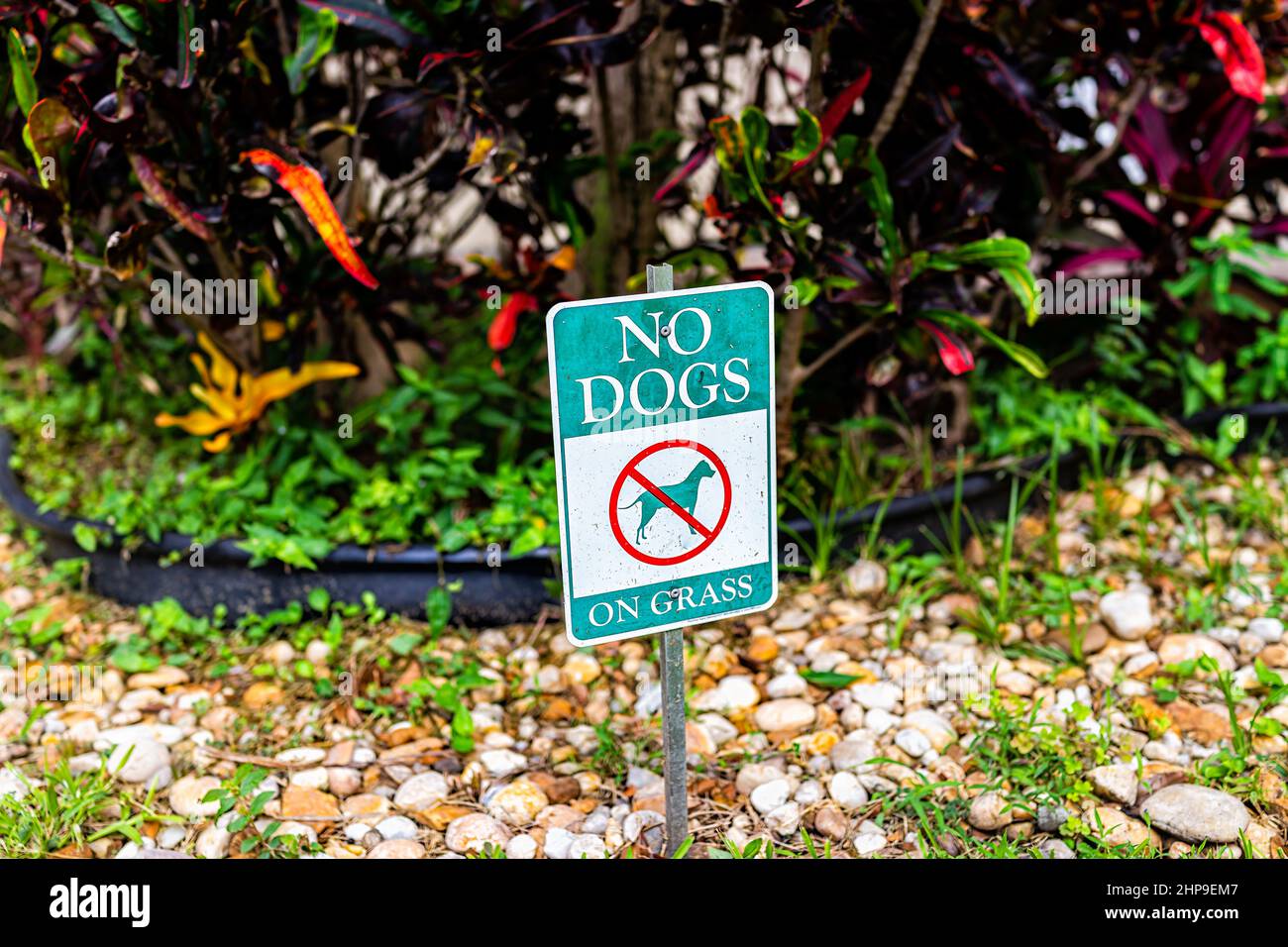 No dogs sign on grass with picture in garden park of residential ...