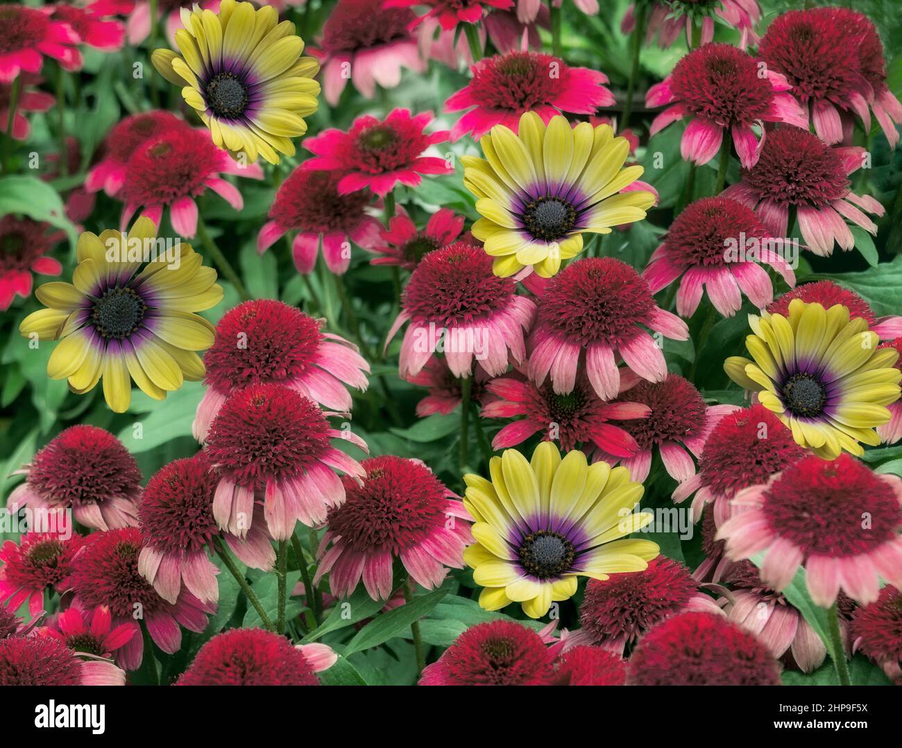 Osteospermum red hi-res stock photography and images - Alamy