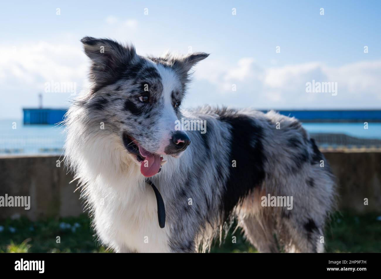 Portrait of a spotted border collie on a walk along the embankment ...