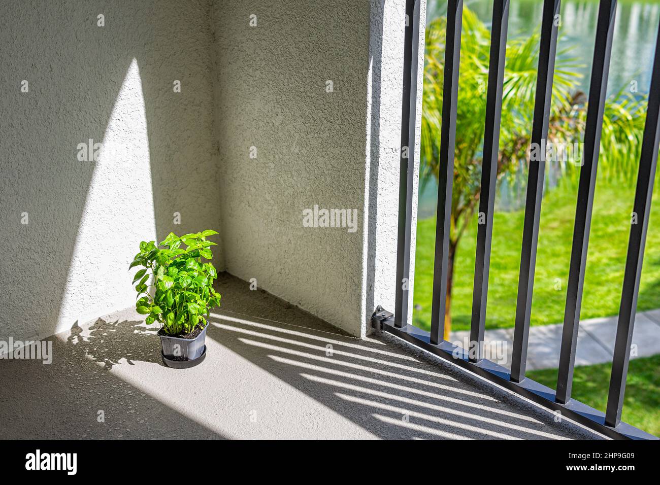 Potted herb green sweet basil plant in garden pot growing food spice at ...