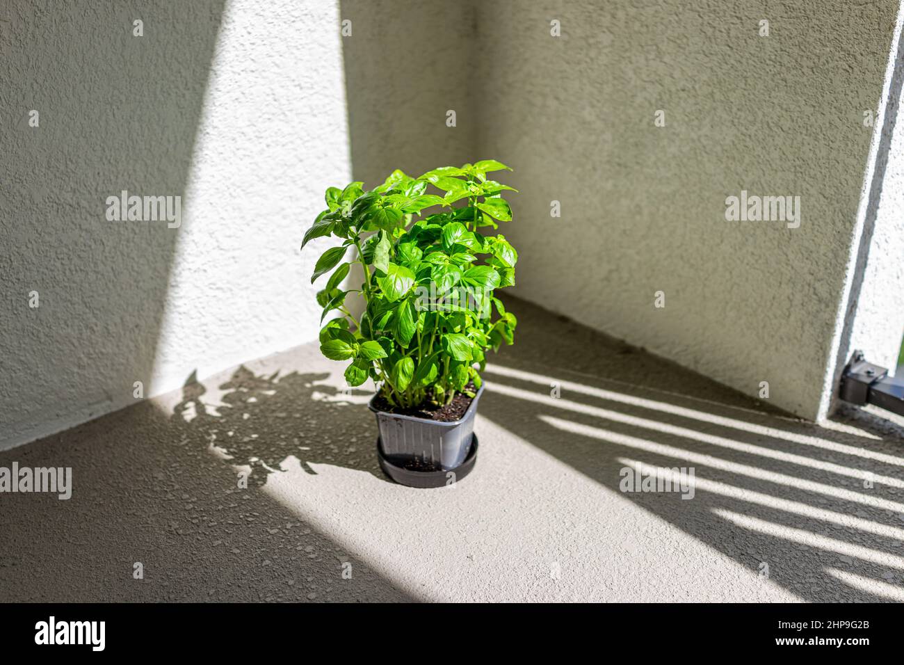 Potted herb green sweet basil herbal plant in garden pot growing food ...