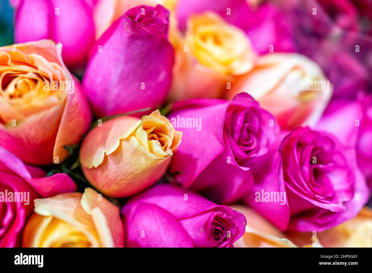 Pink purple roses hi-res stock photography and images - Alamy
