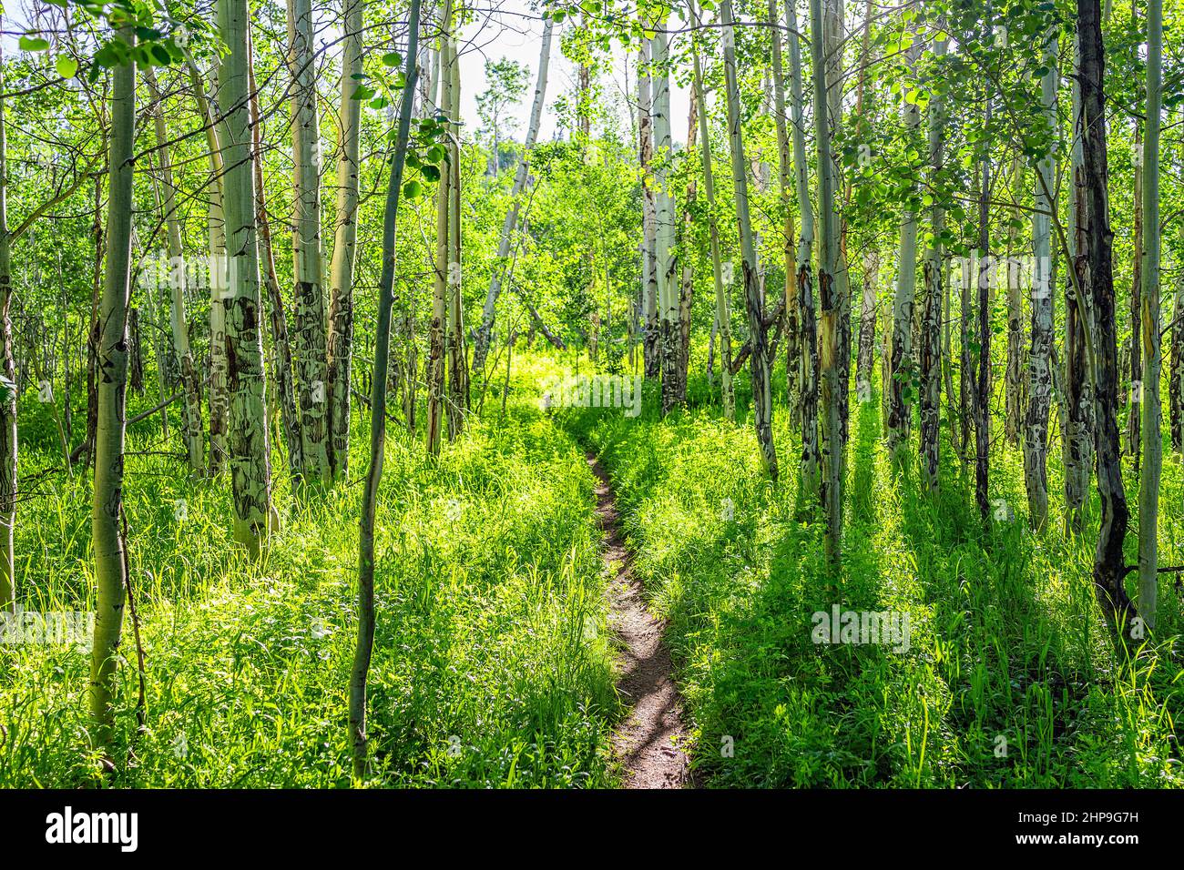 Quaking aspen forest in Sunnyside Trail in Aspen, Colorado in Woody ...