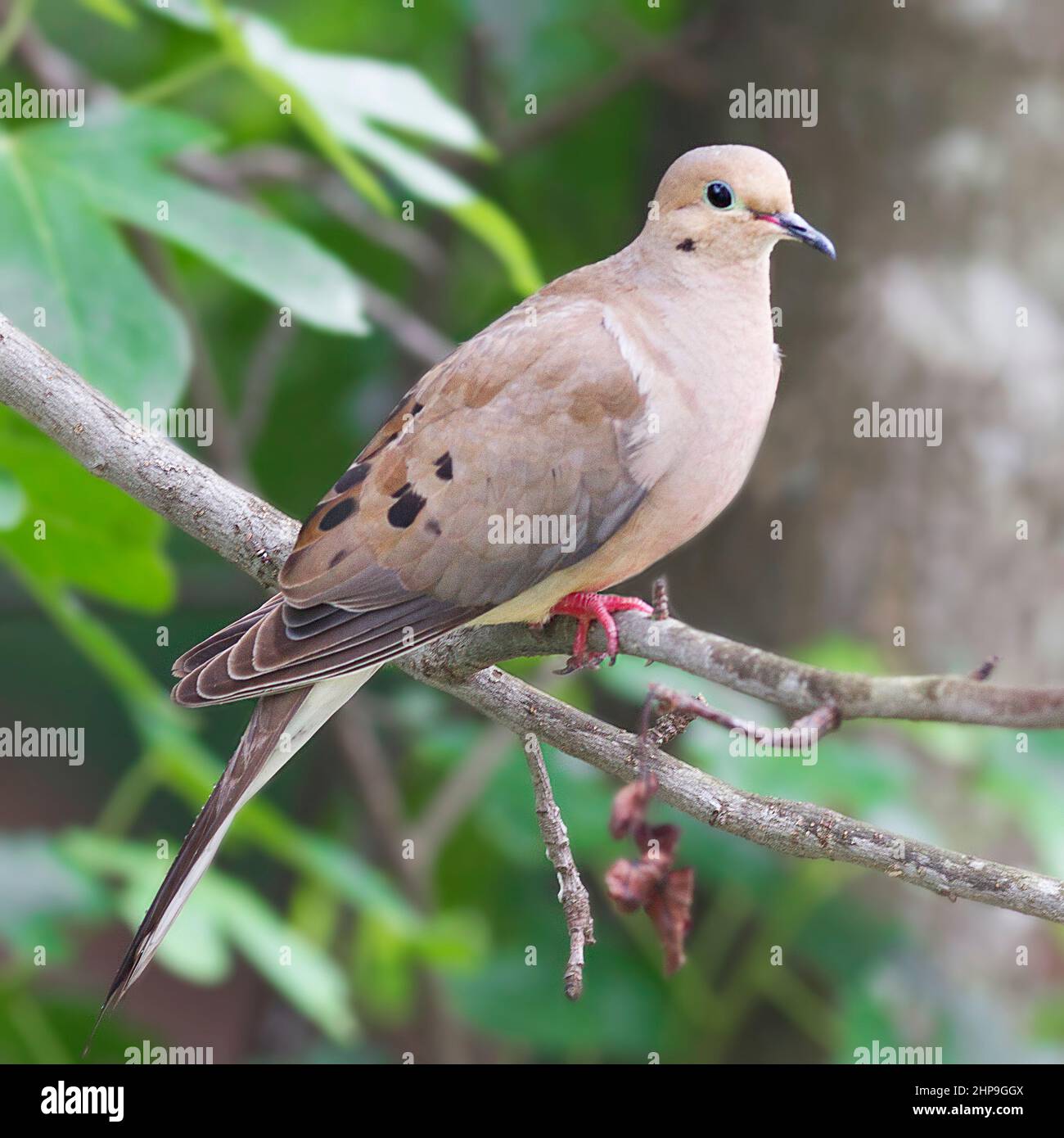 Backyardbirds hi-res stock photography and images - Alamy