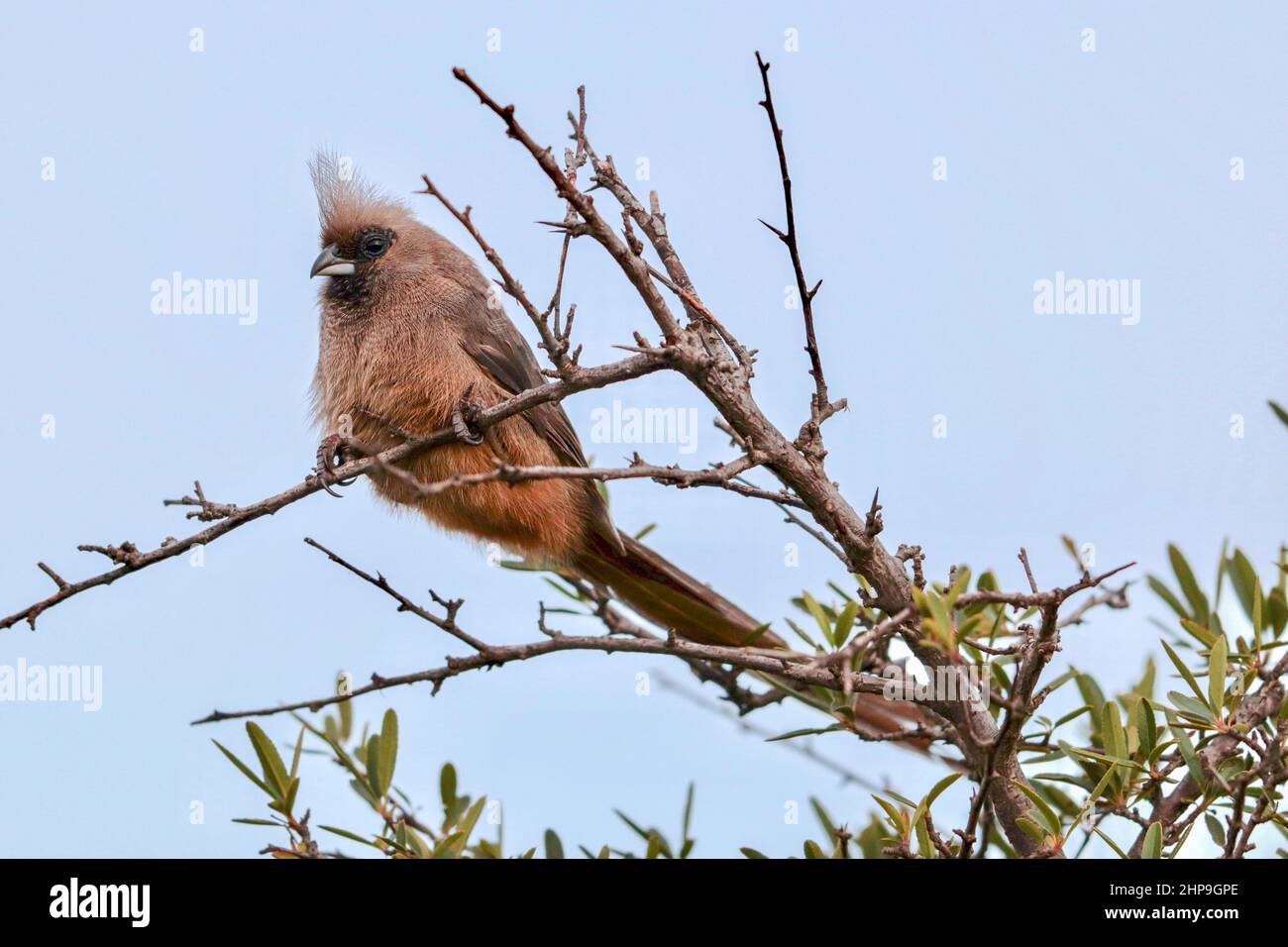 Speckled Mousebird, South Africa Stock Photo - Alamy