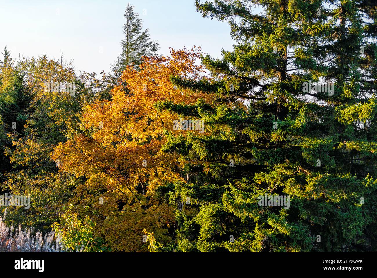 West Virginia Allegheny mountains overlook in autumn fall with foliage ...