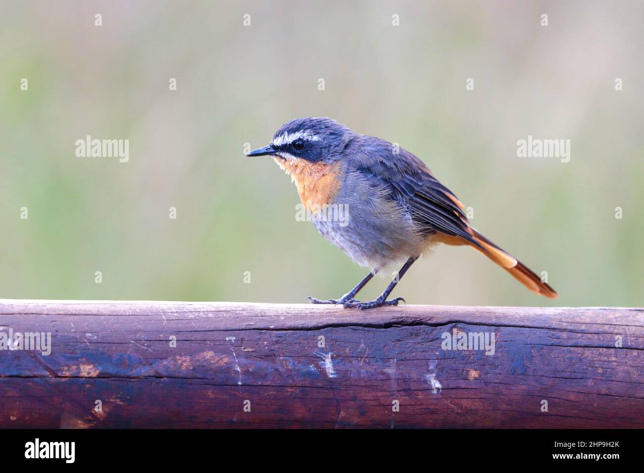 Cape Robin-chat, South Africa Stock Photo - Alamy