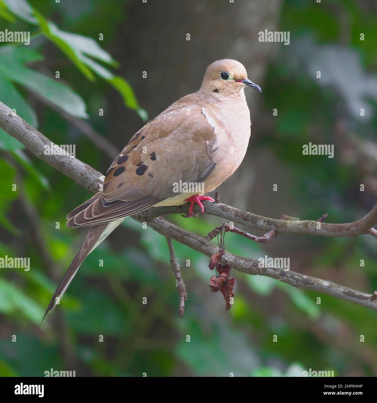 Backyardbirds hi-res stock photography and images - Alamy