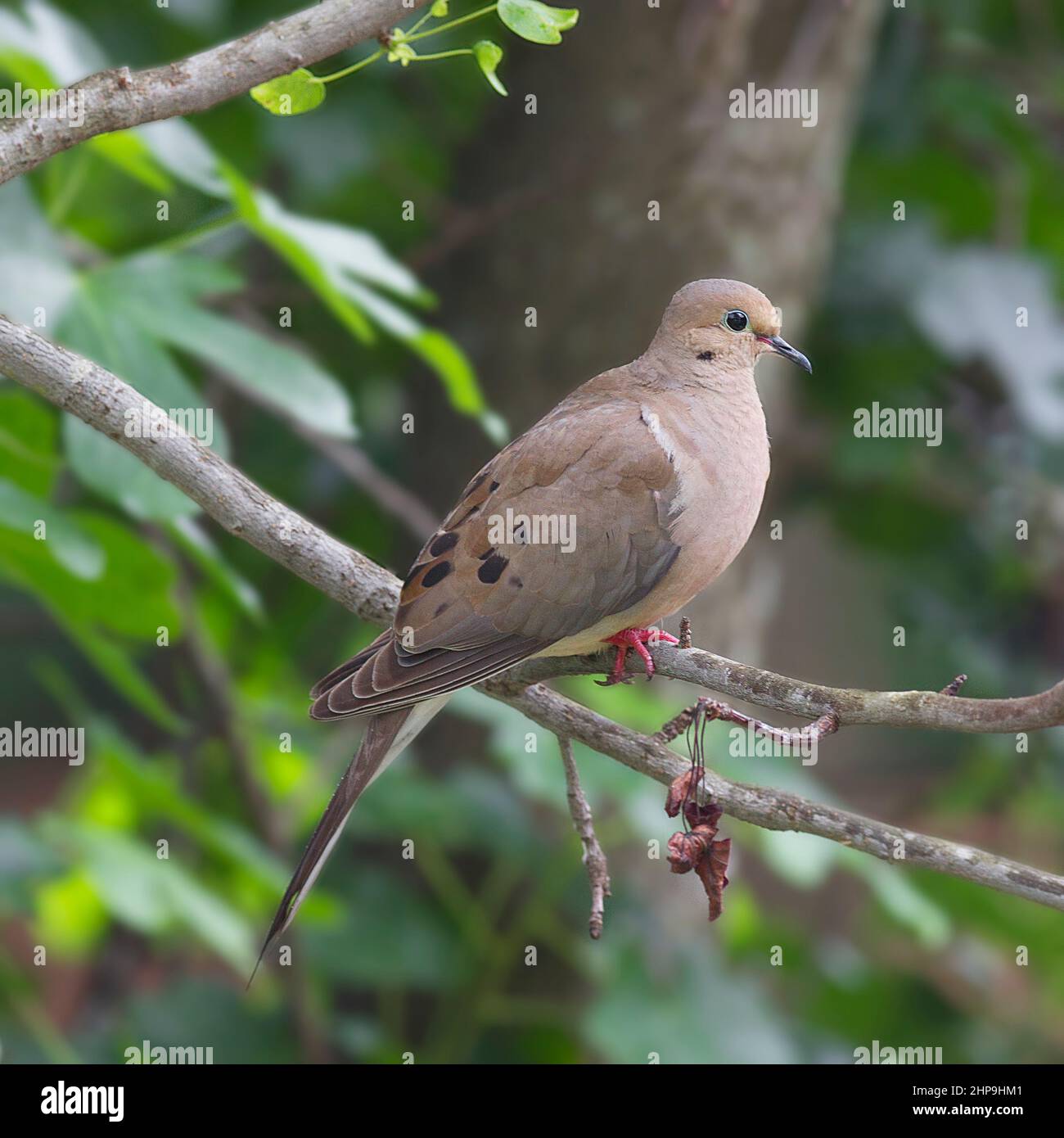 Backyardbirds hi-res stock photography and images - Alamy