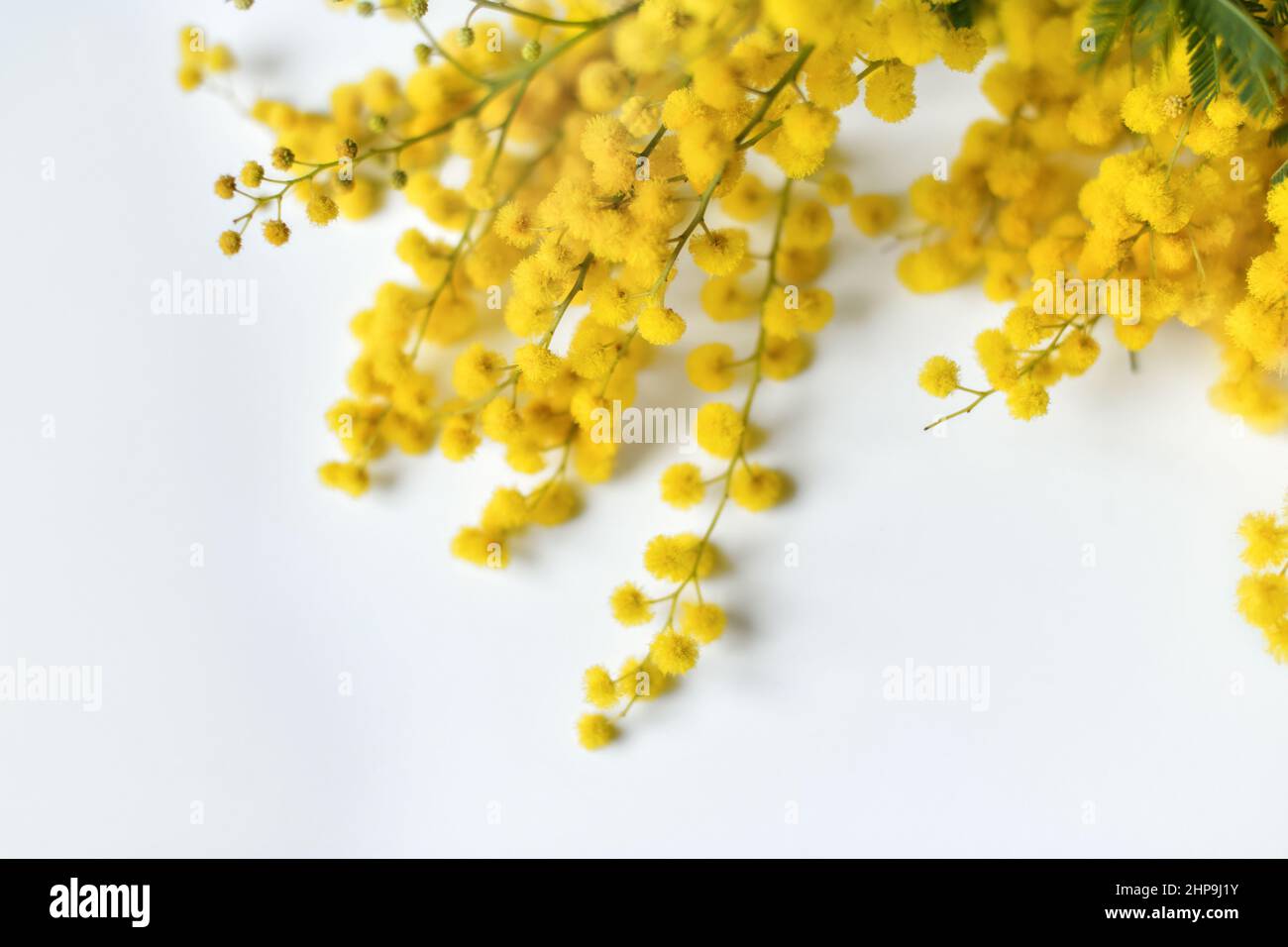 Spring mimosa on a white background Top view Stock Photo - Alamy
