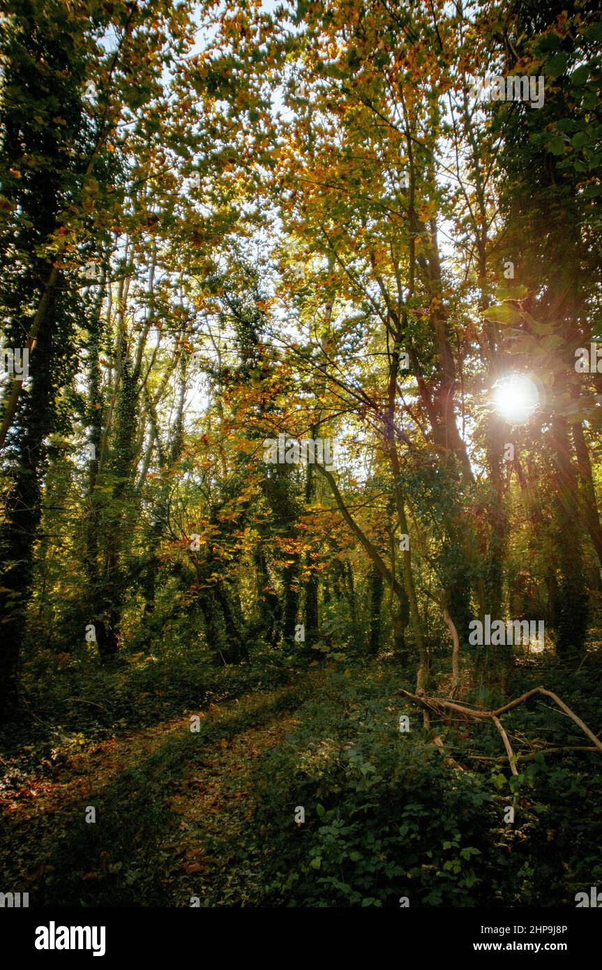 Vertical of the Sun peaking through trees in the autumn forest Stock ...