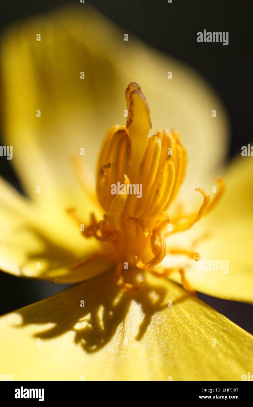 Dendromecon harfordii hi-res stock photography and images - Alamy