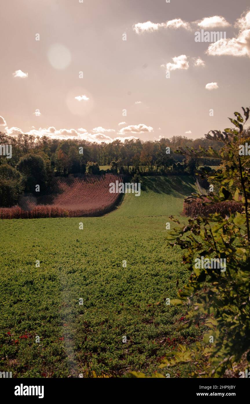 Vertical of rural green field with trees and plants during sunset Stock ...