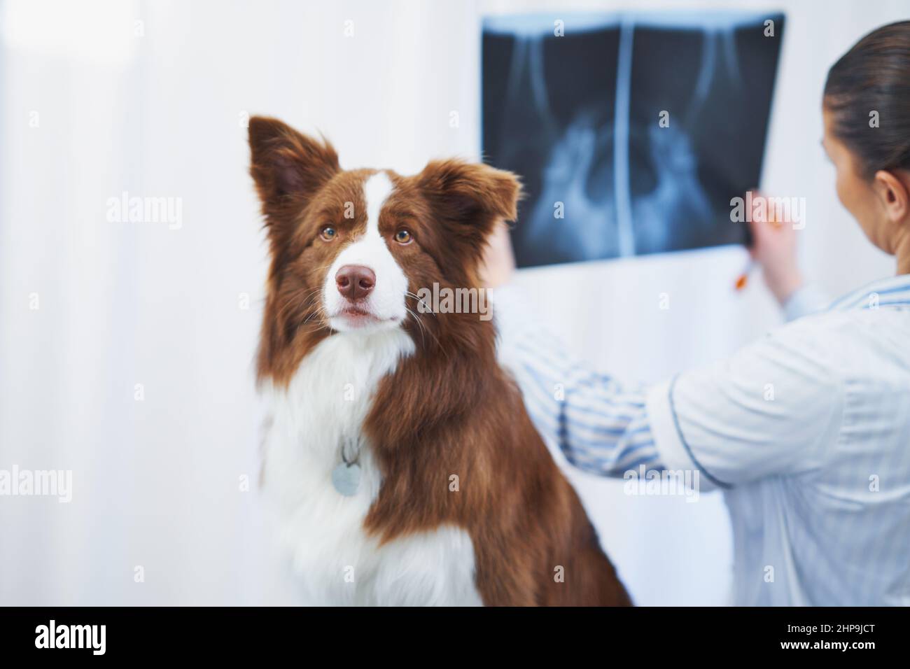 Brown Border Collie dog during visit in vet Stock Photo - Alamy