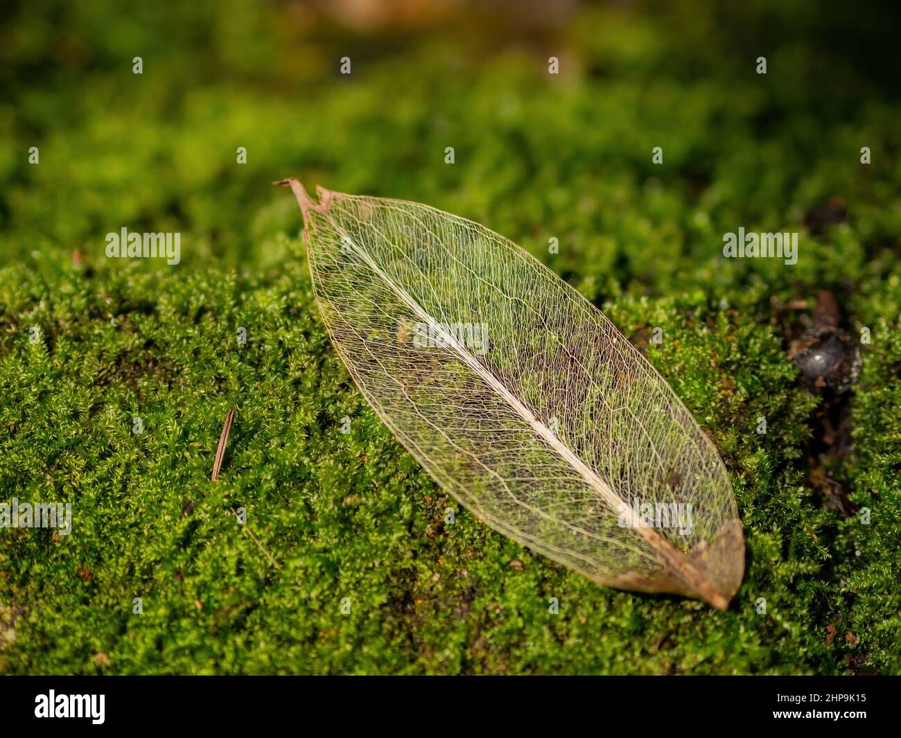Close up shot of skeleton leaf on ground at New Taipei City, Taiwan ...