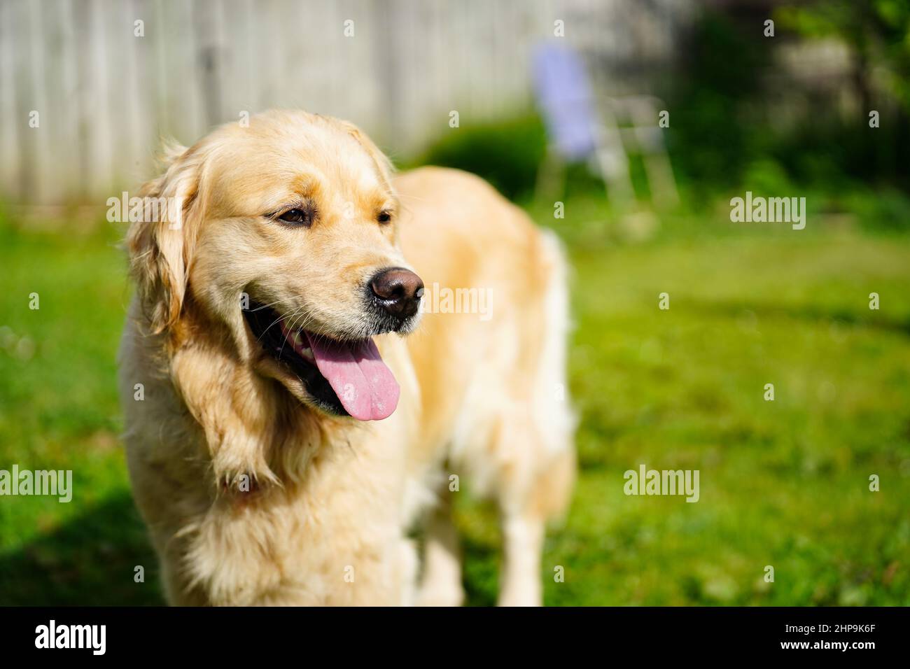 A golden retriever dog with a happy look on it's face Stock Photo - Alamy
