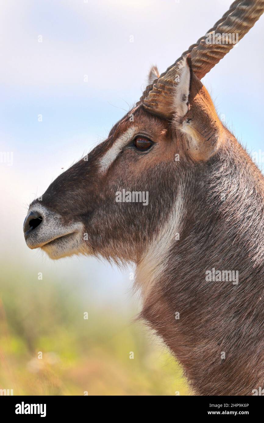 Waterbuck Bull, South Africa Stock Photo - Alamy