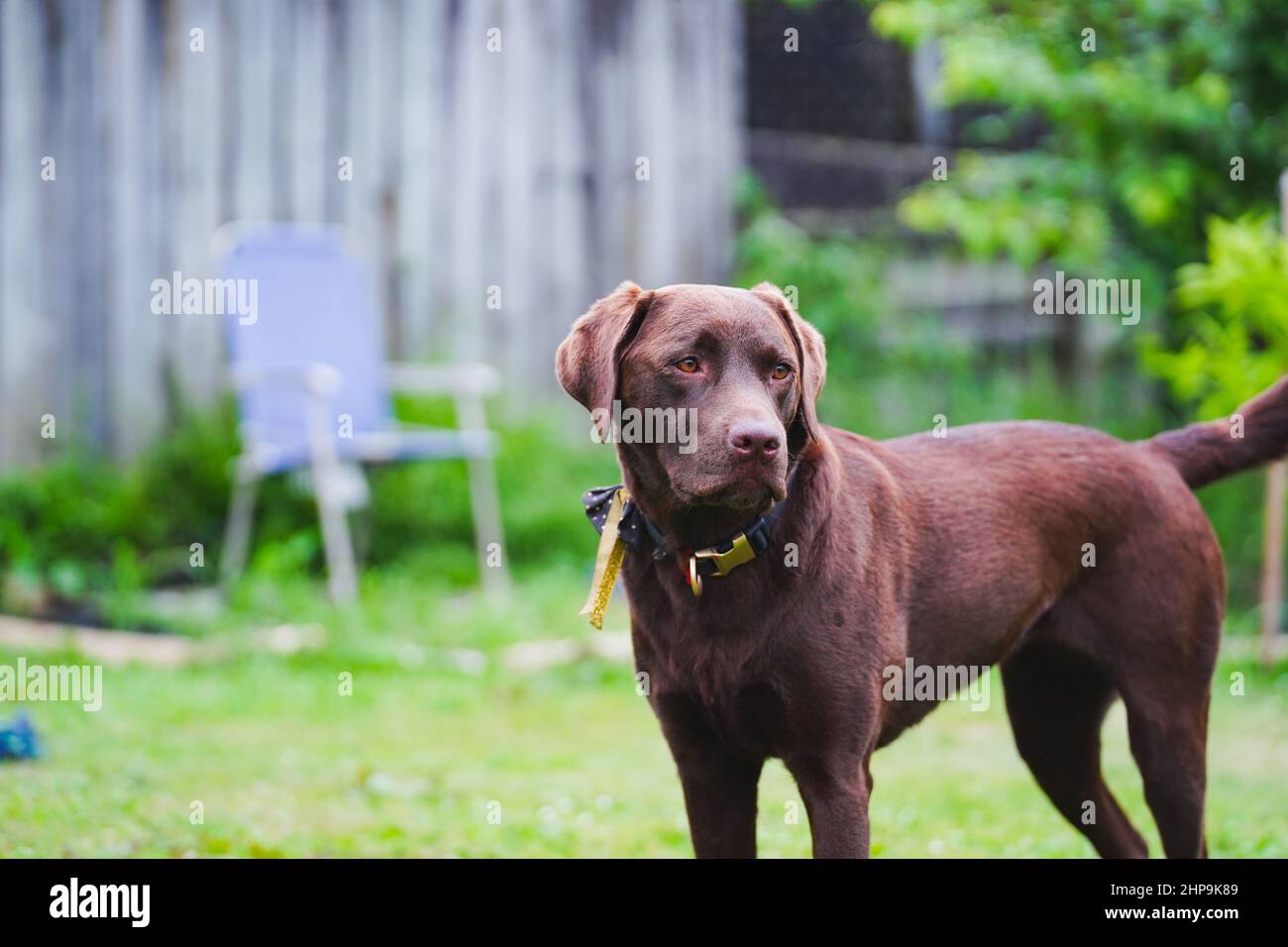 A chocolate labrador dog looking away from the camera in a backyard ...
