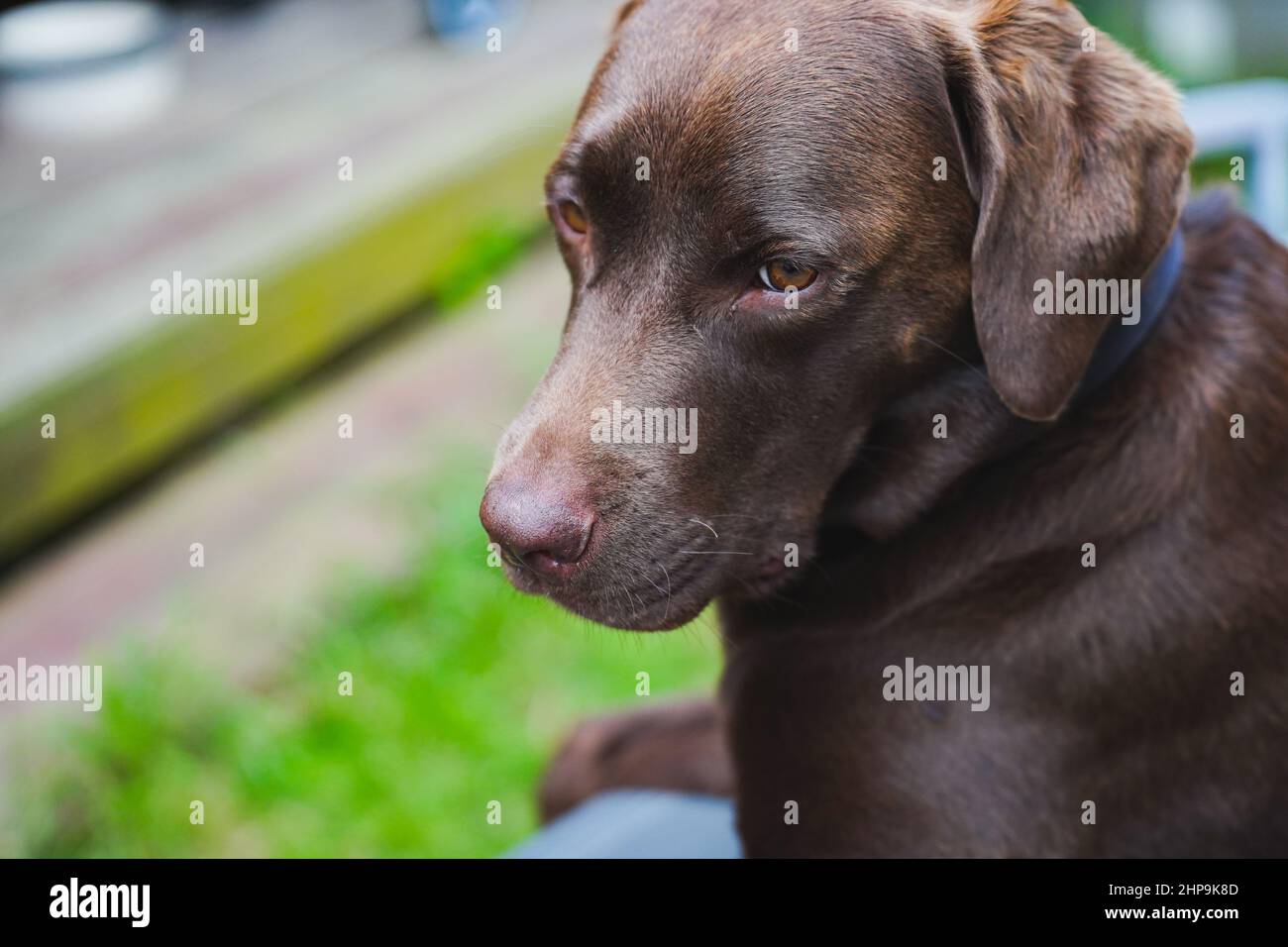 A chocolate labrador dog looking away from the camera in a backyard ...