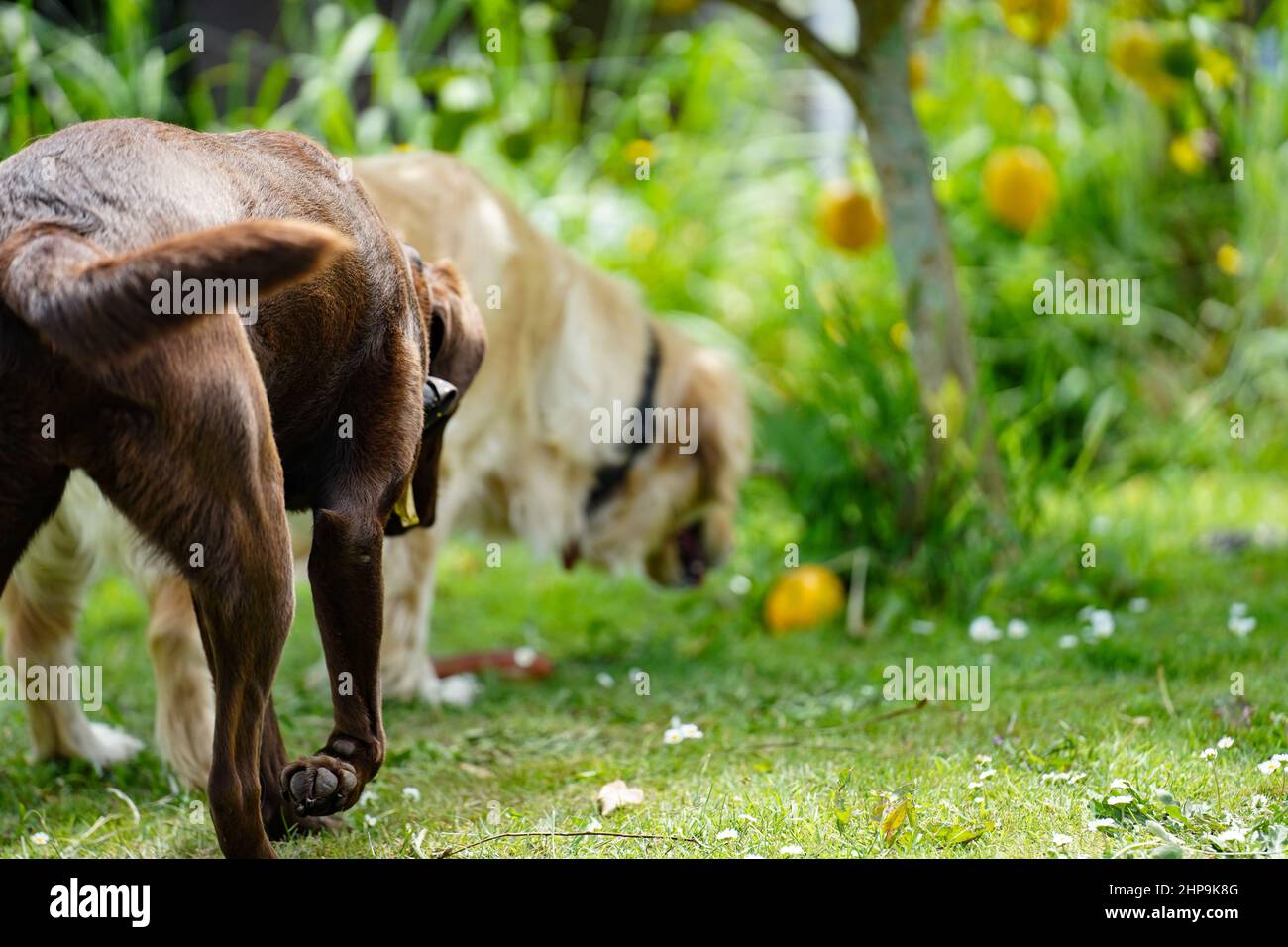 A chocolate labrador and golden retriever walking together Stock Photo ...