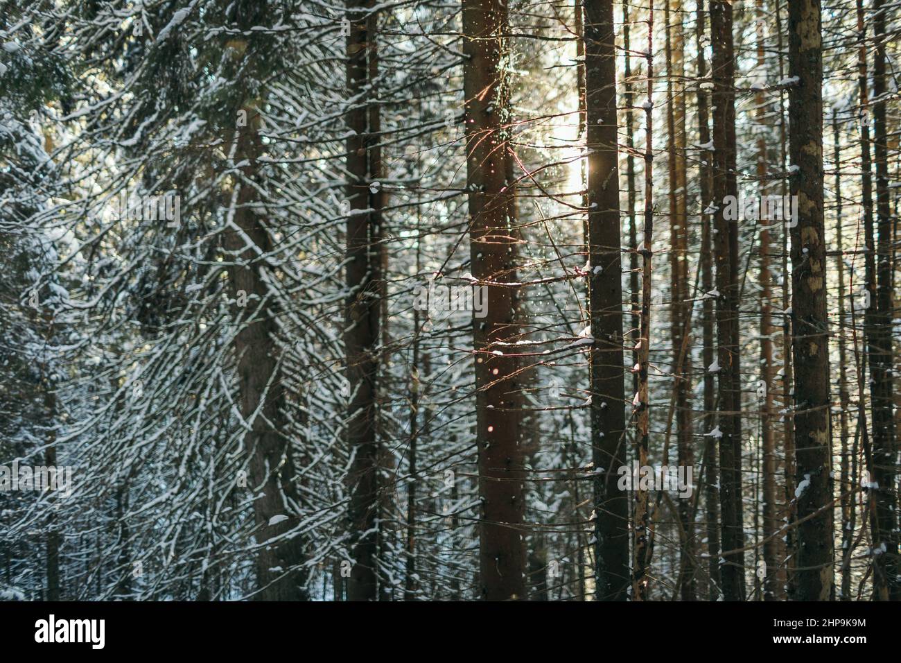 A tree in a forest travel Stock Photo - Alamy