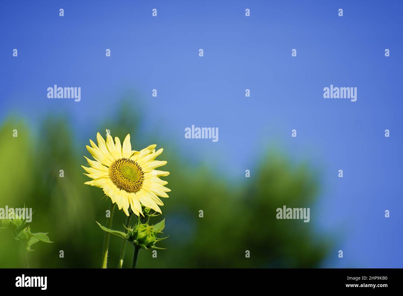 A Pacino Gold sunflower, a dwarf variety of sunflower Stock Photo - Alamy