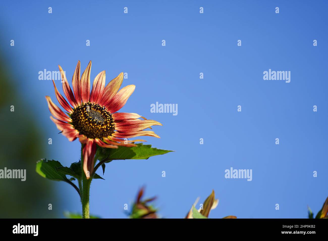 Helianthus annuus ms mars hi-res stock photography and images - Alamy