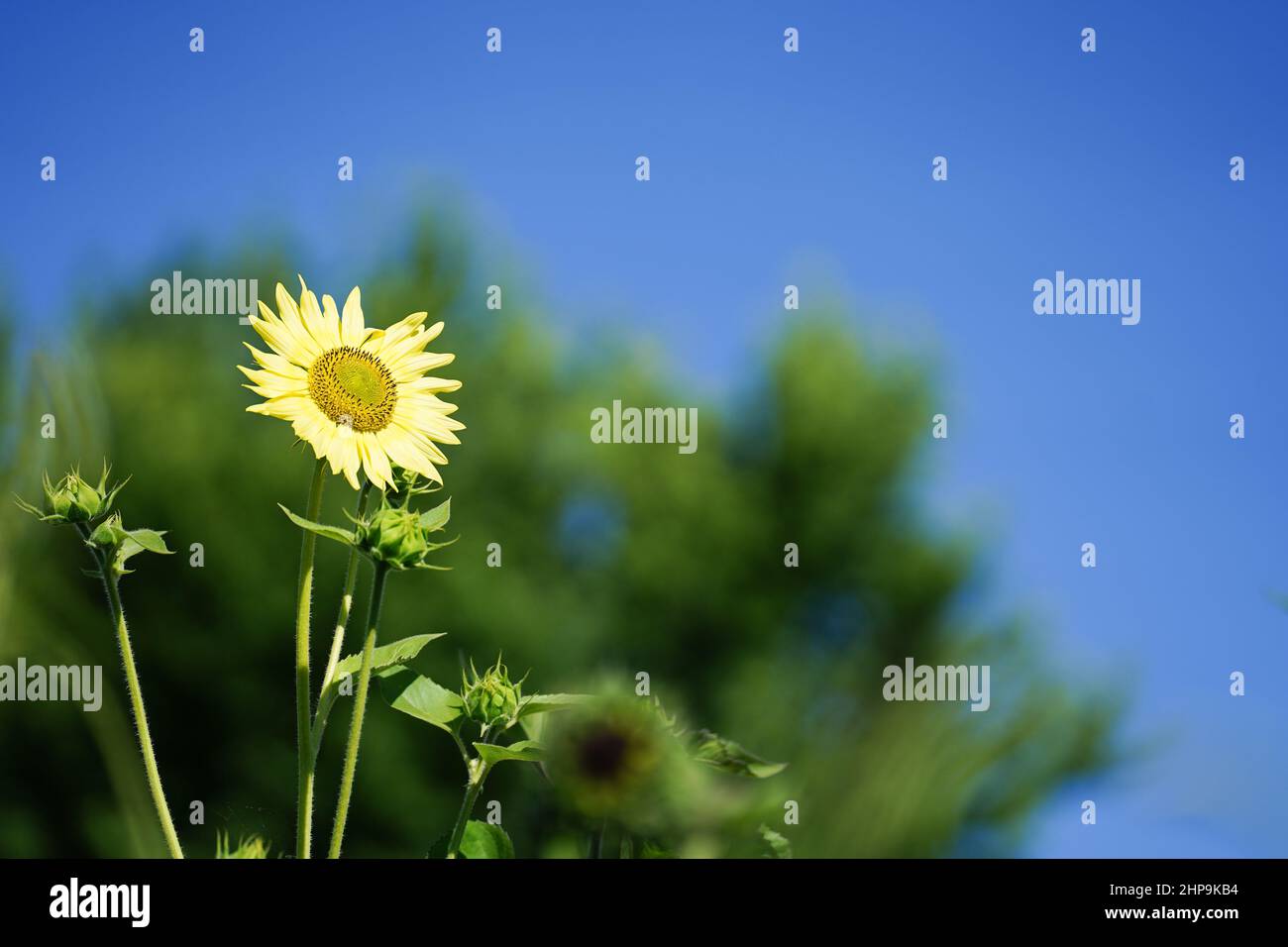A Pacino Gold sunflower, a dwarf variety of sunflower Stock Photo - Alamy