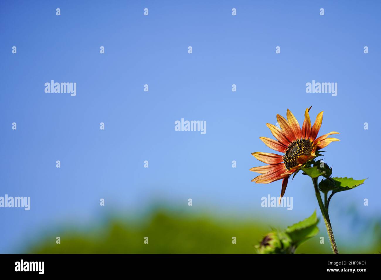 Helianthus annuus ms mars hi-res stock photography and images - Alamy