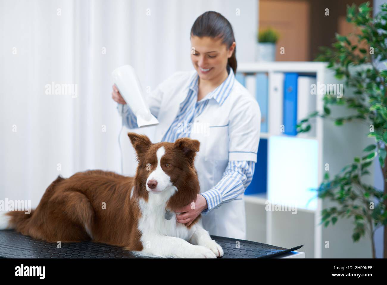 Brown Border Collie dog during groomer visit Stock Photo - Alamy