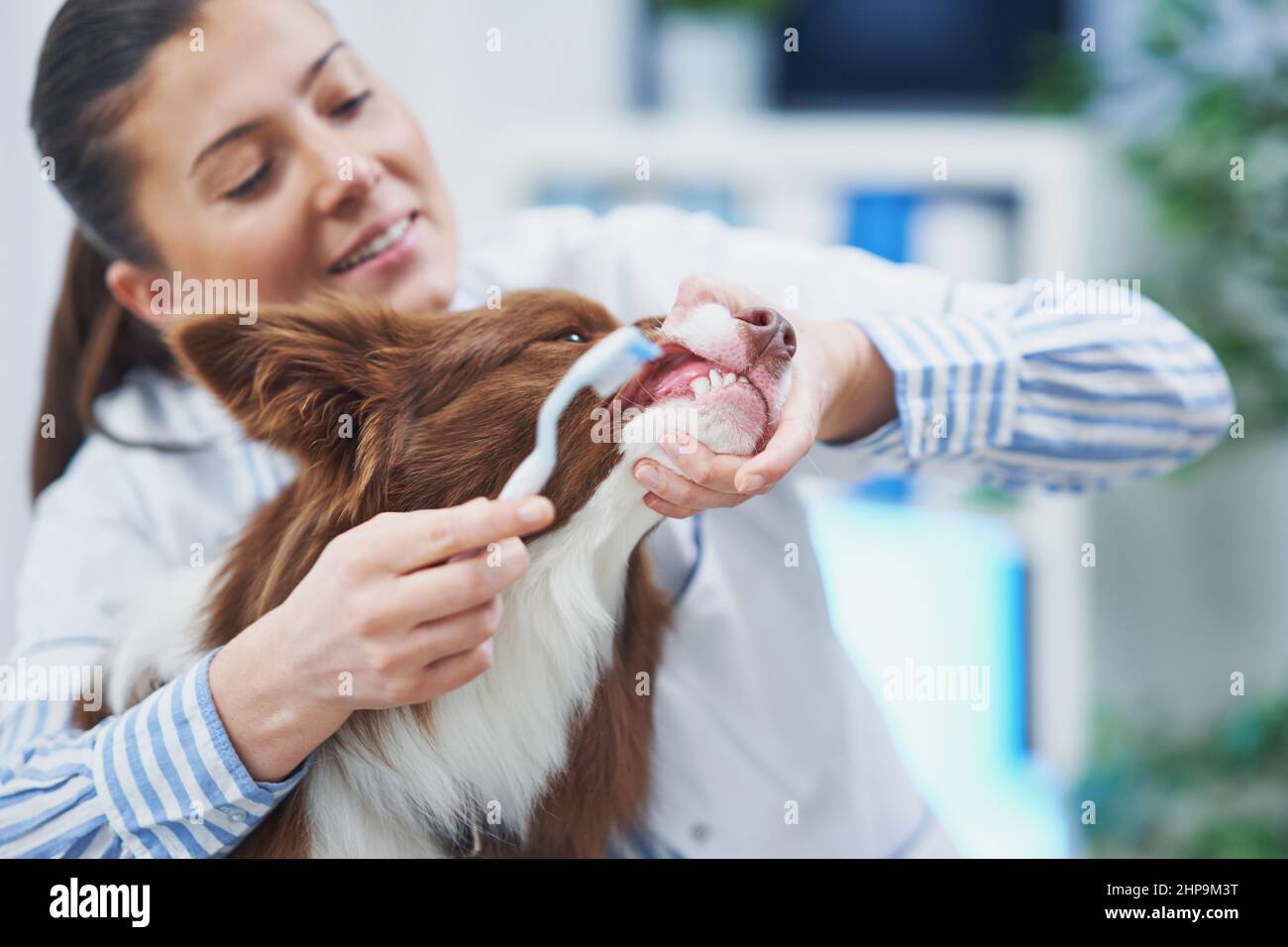 Brown Border Collie dog during visit in vet Stock Photo - Alamy