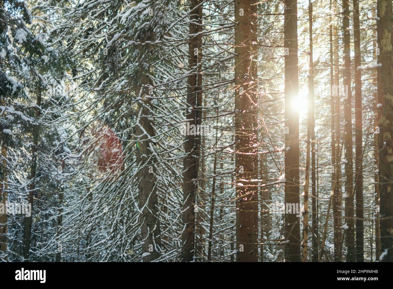 A tree in a forest travel Stock Photo - Alamy