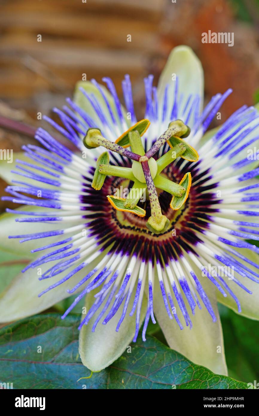 Purple and white flower of the passiflora caerulea vine Stock Photo - Alamy