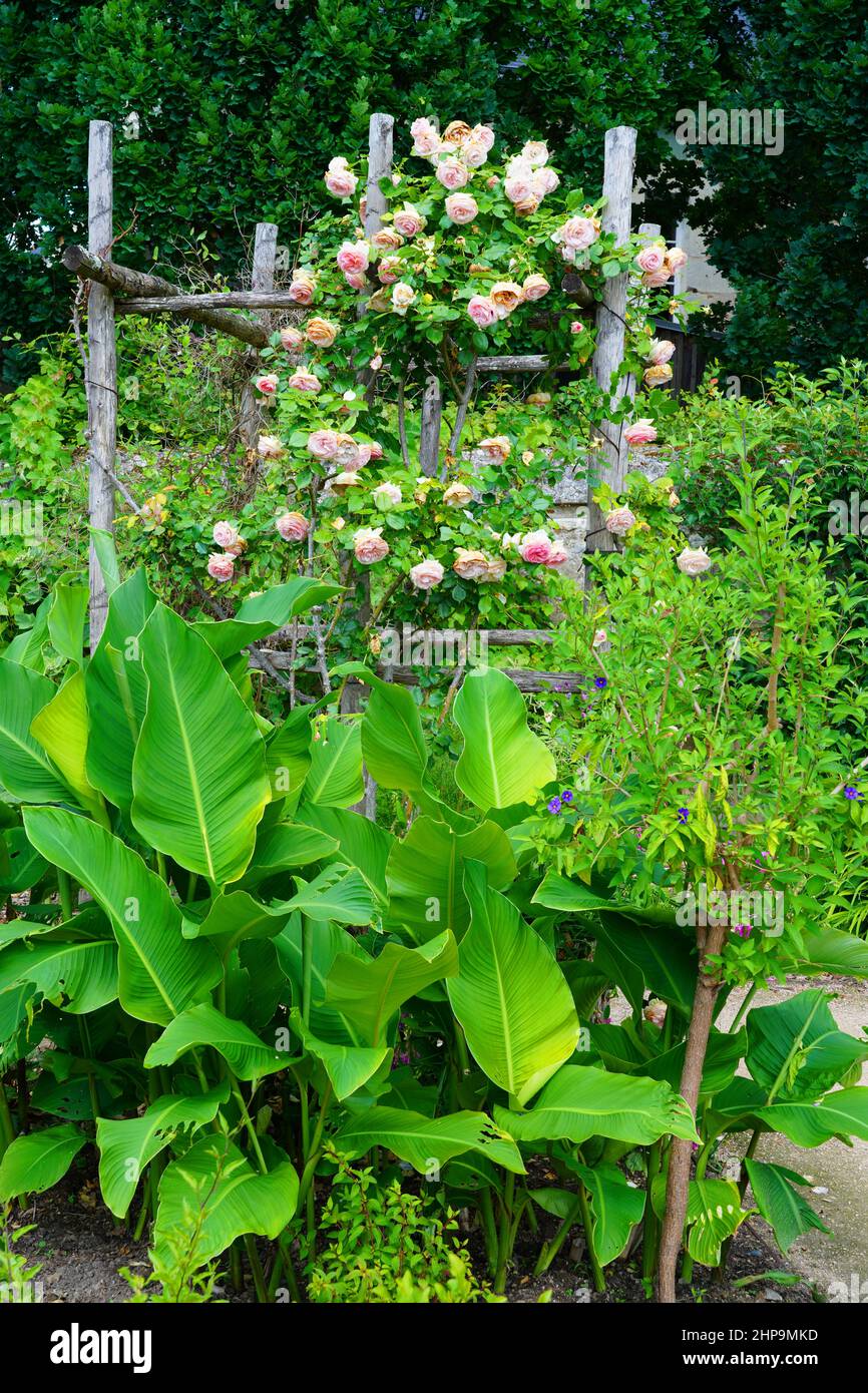 Climbing rose growing over a wood trellis in a cottage garden Stock ...