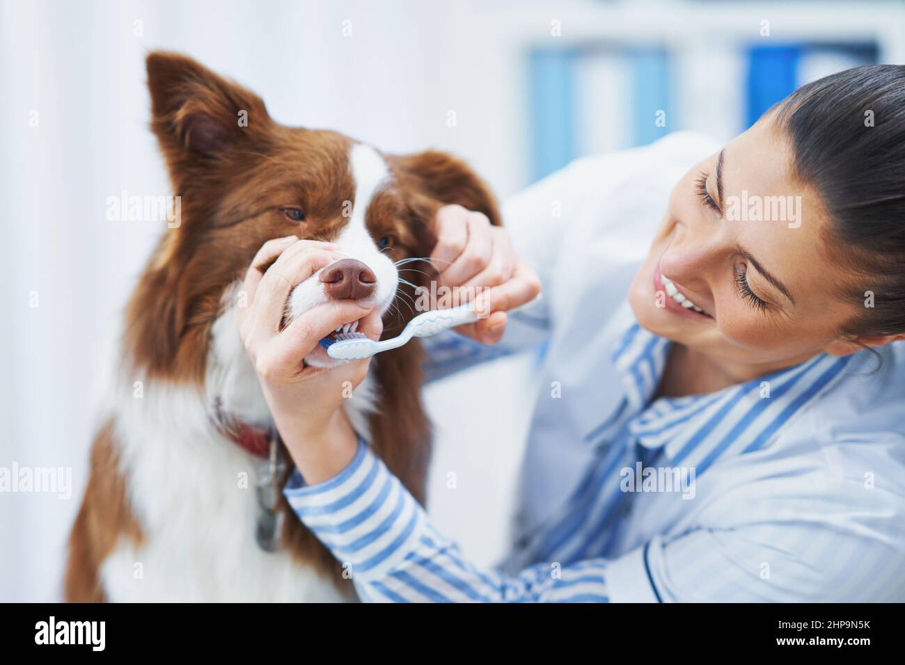 Brown Border Collie dog during visit in vet Stock Photo - Alamy