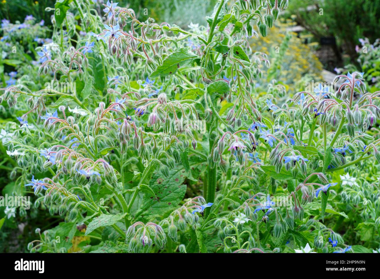 Blue star shaped flowers of the borage plant (borago officinalis) in the herb garden Stock Photo ...