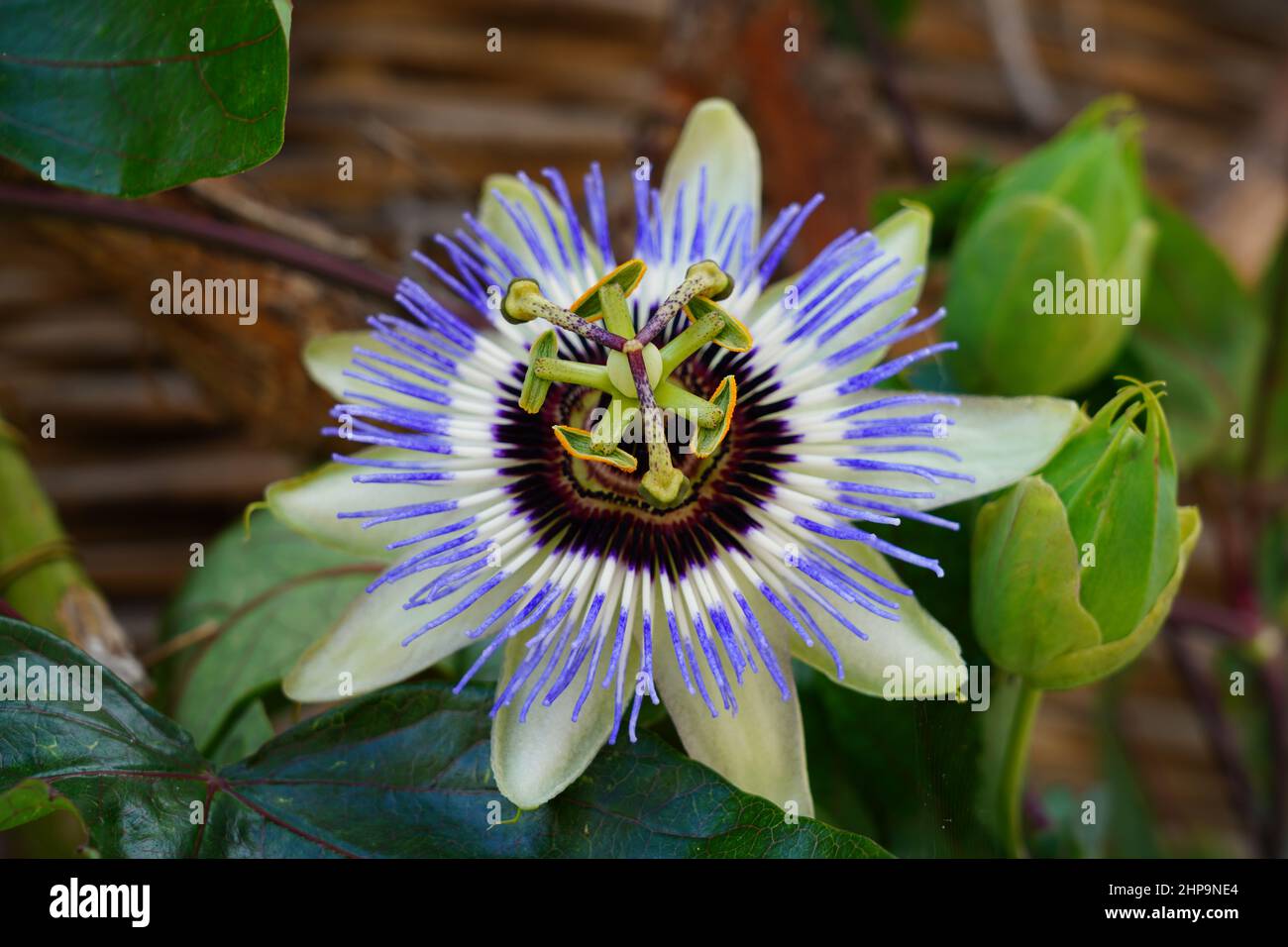 Purple and white flower of the passiflora caerulea vine Stock Photo - Alamy