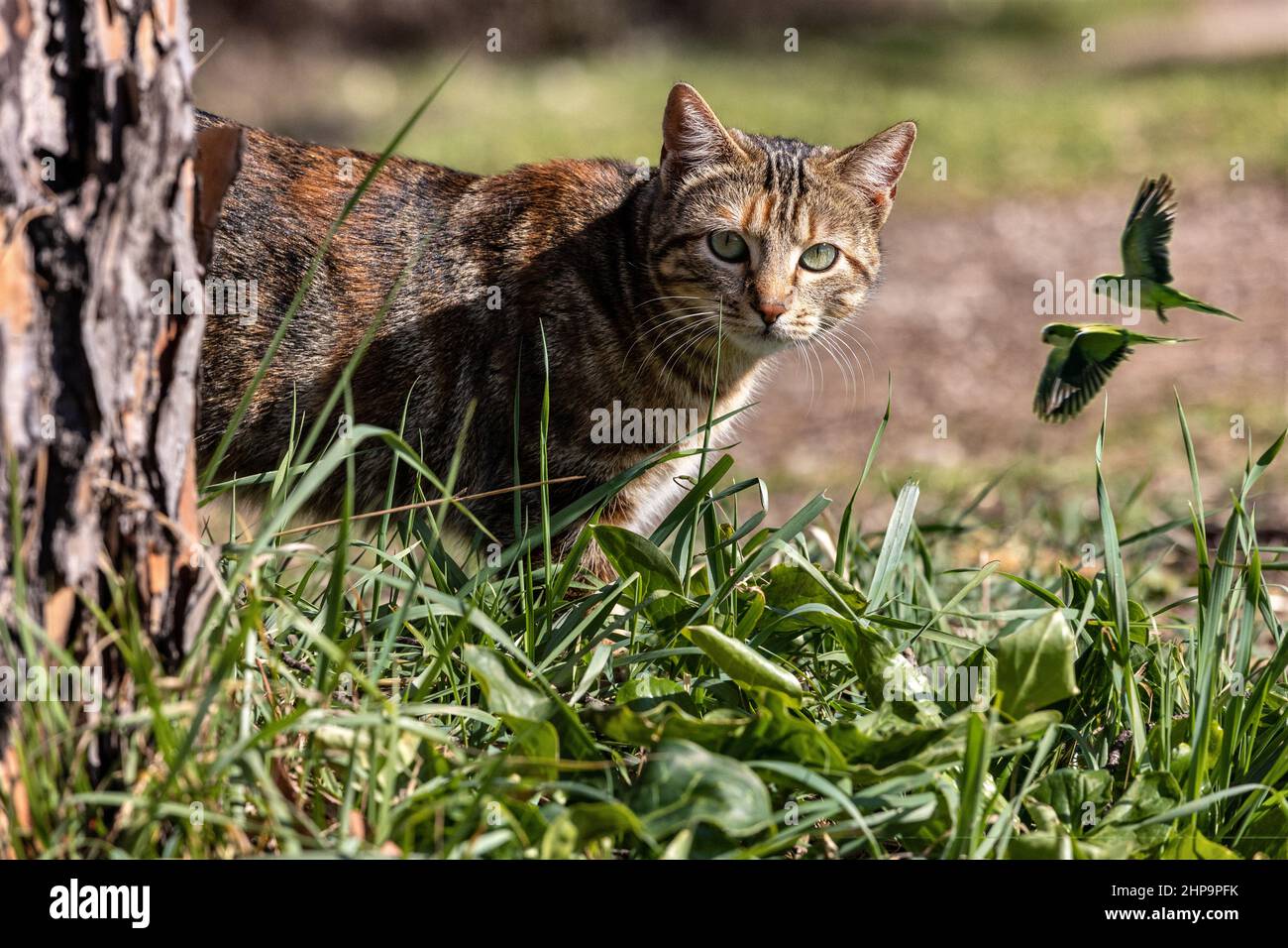Cat chasing hi-res stock photography and images - Alamy