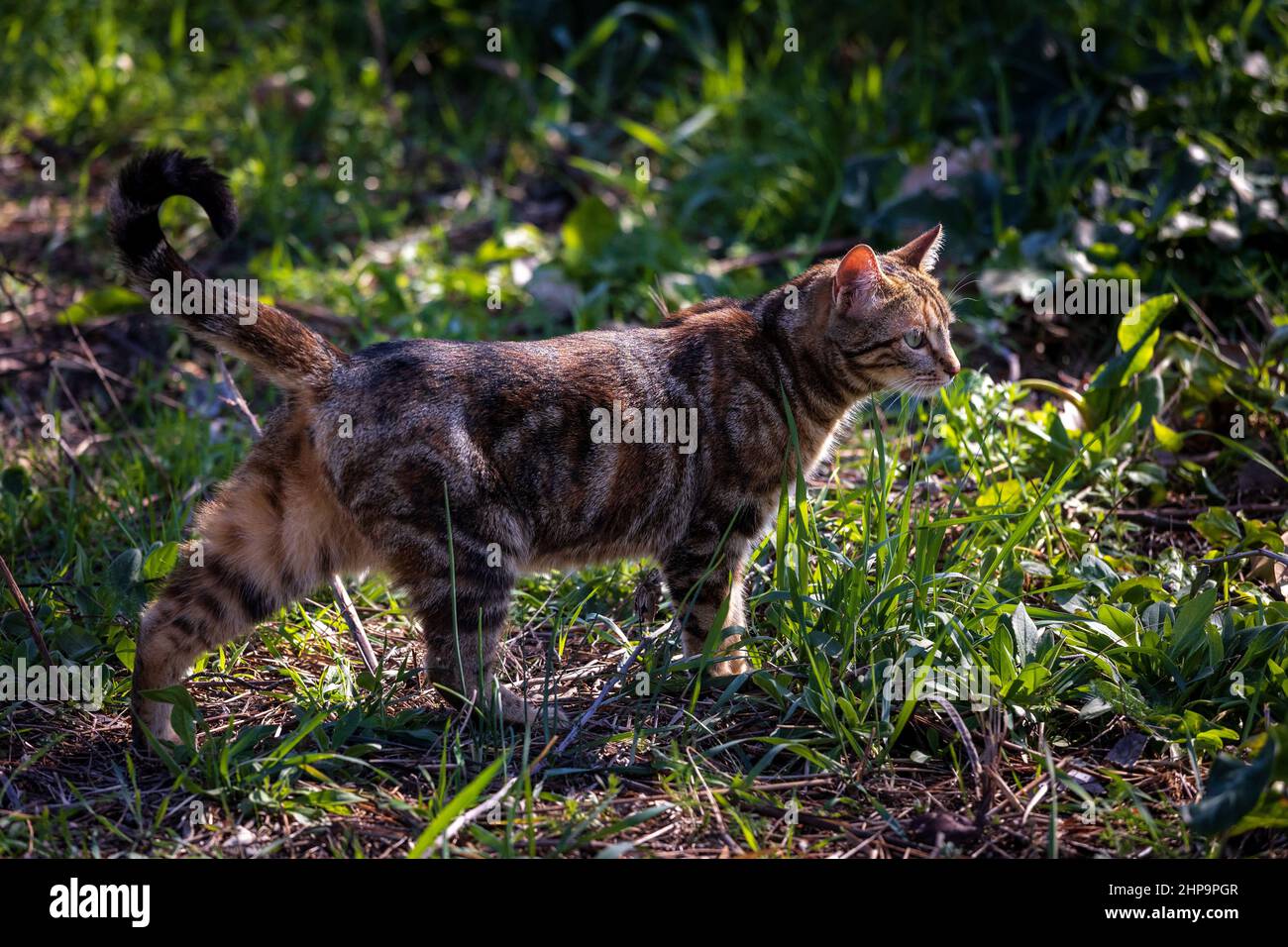 Wild cat chasing green parrots Stock Photo - Alamy